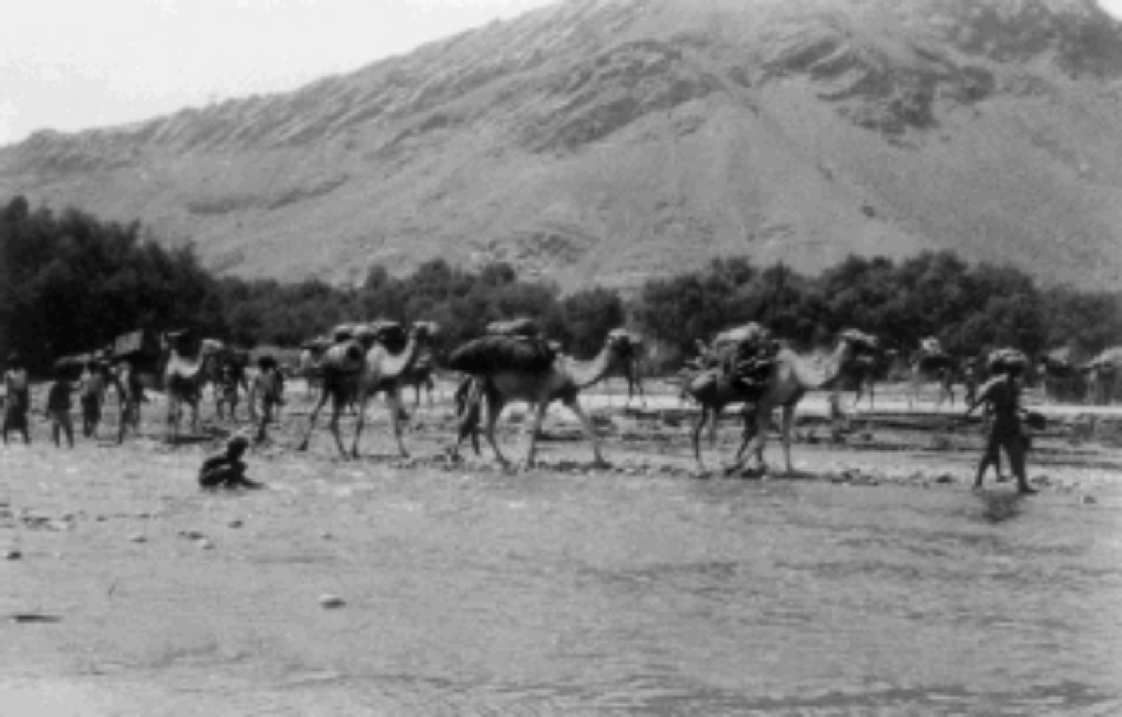 العمري _ صور تاريخية ليافع